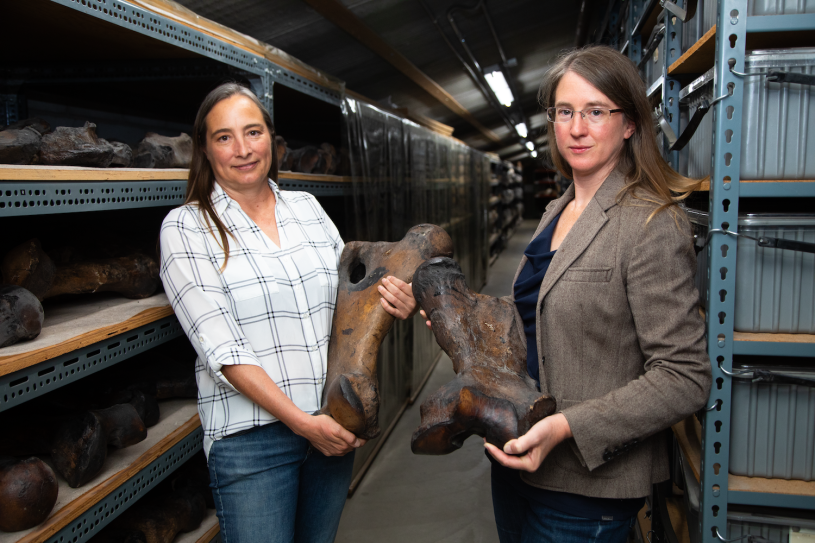 New Study By Scientists At La Brea Tar Pits Finds Extinction Of Ice Age